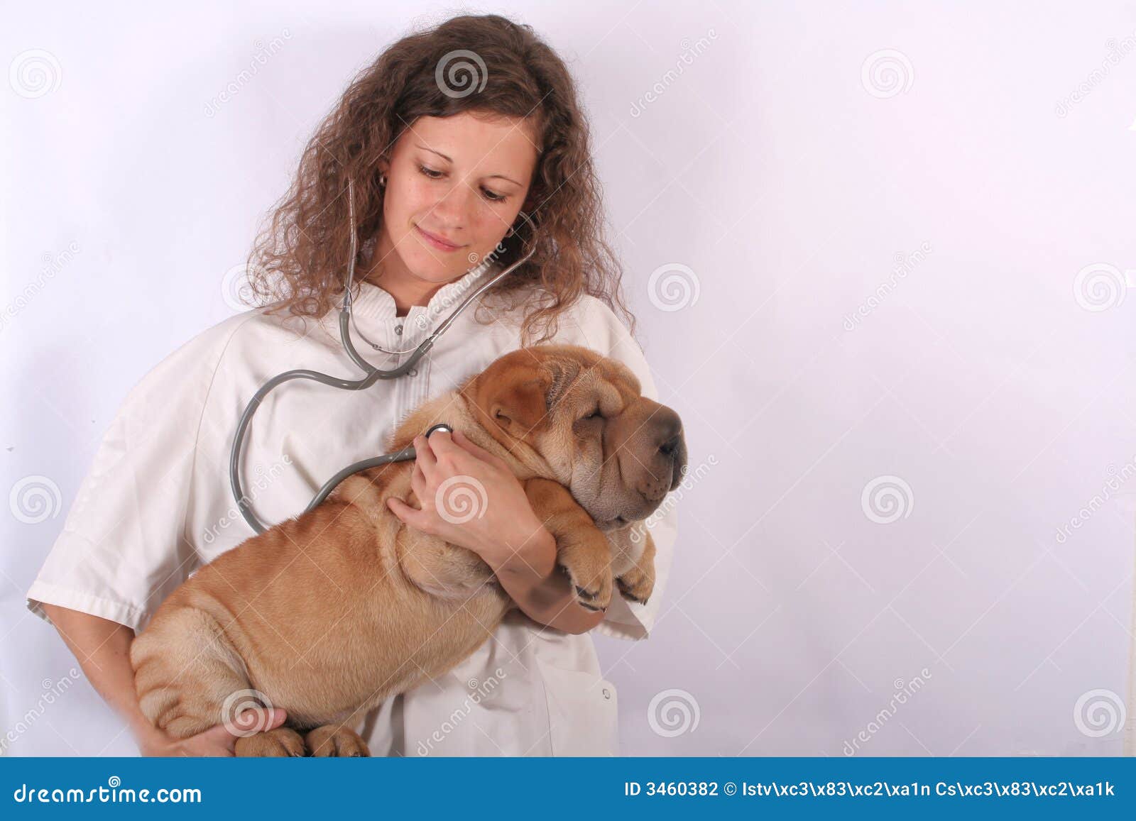 Animal doctor 7 stock photo. Image of domestic, long, animals - 3460382