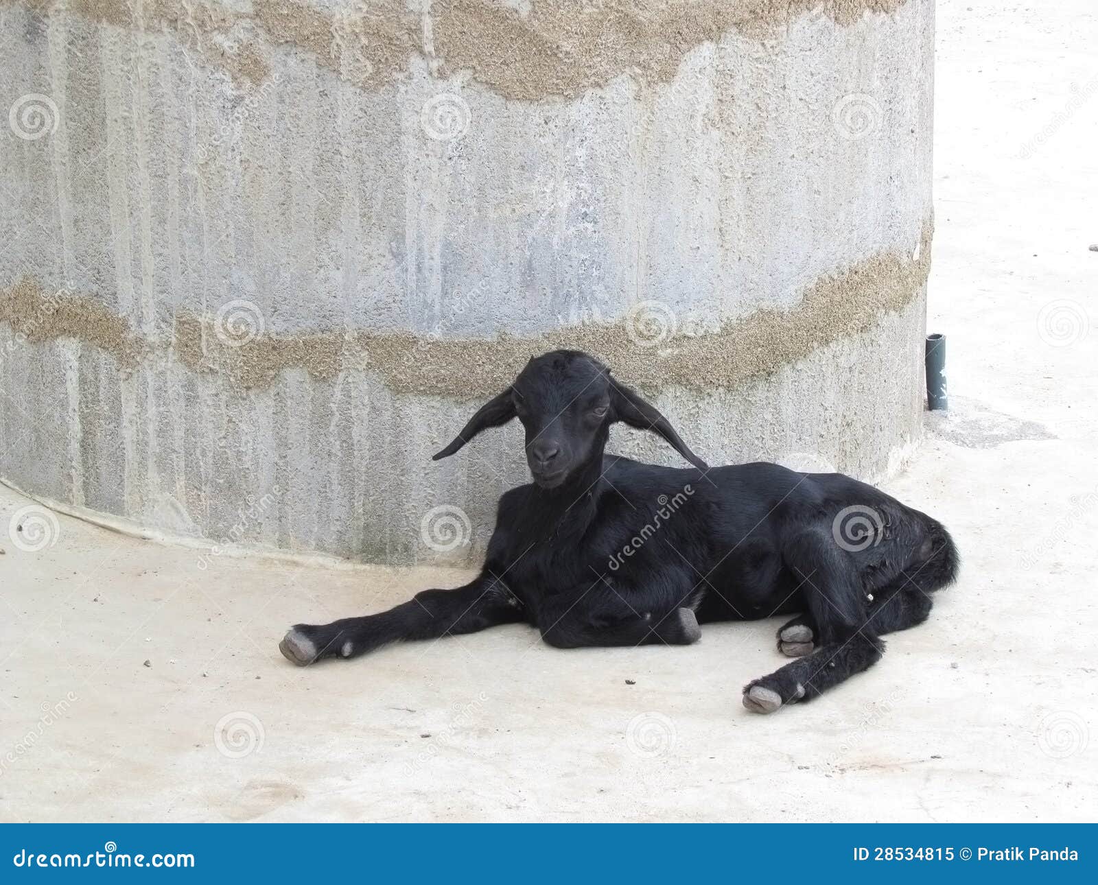 Animal Doente Ferido, Cabra Preta Imagem de Stock - Imagem de cabra ...