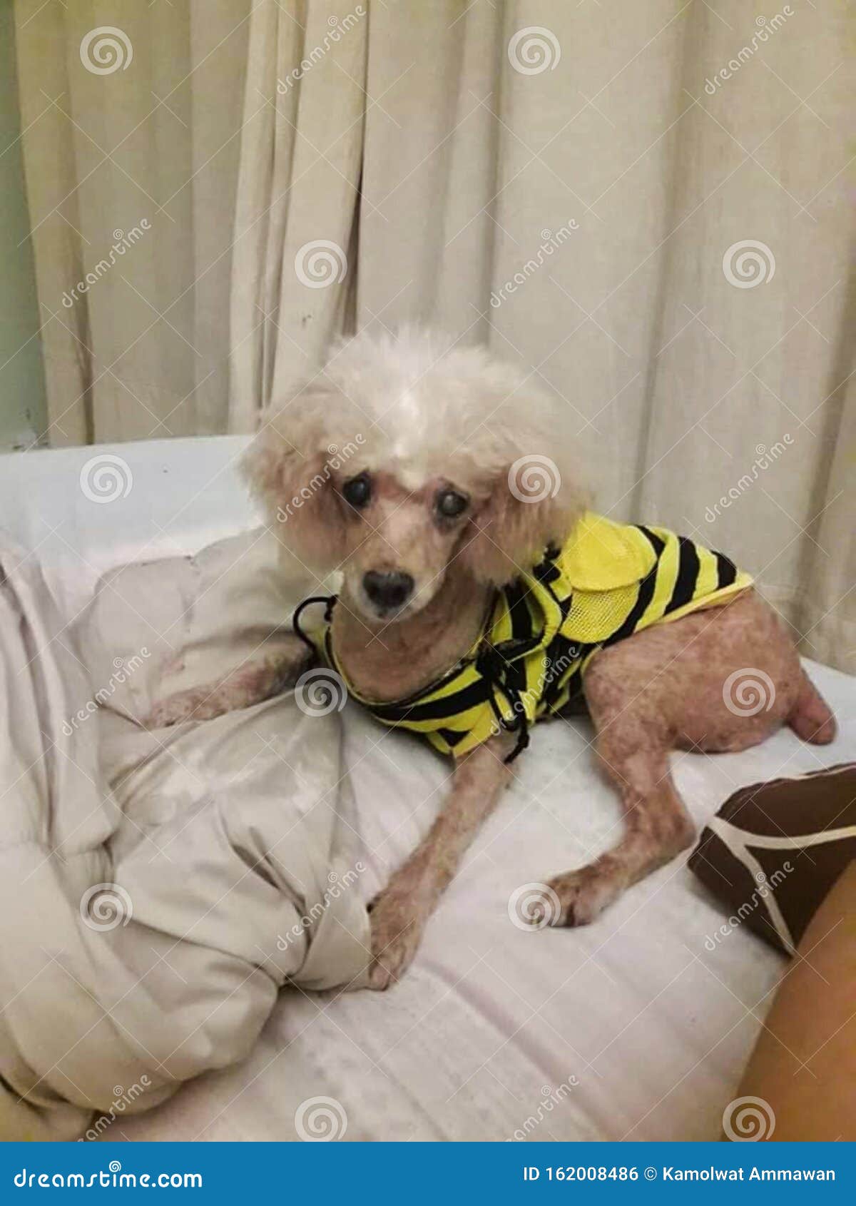 Poodle stock photo. Image of look, poodle, room, animal - 162008486