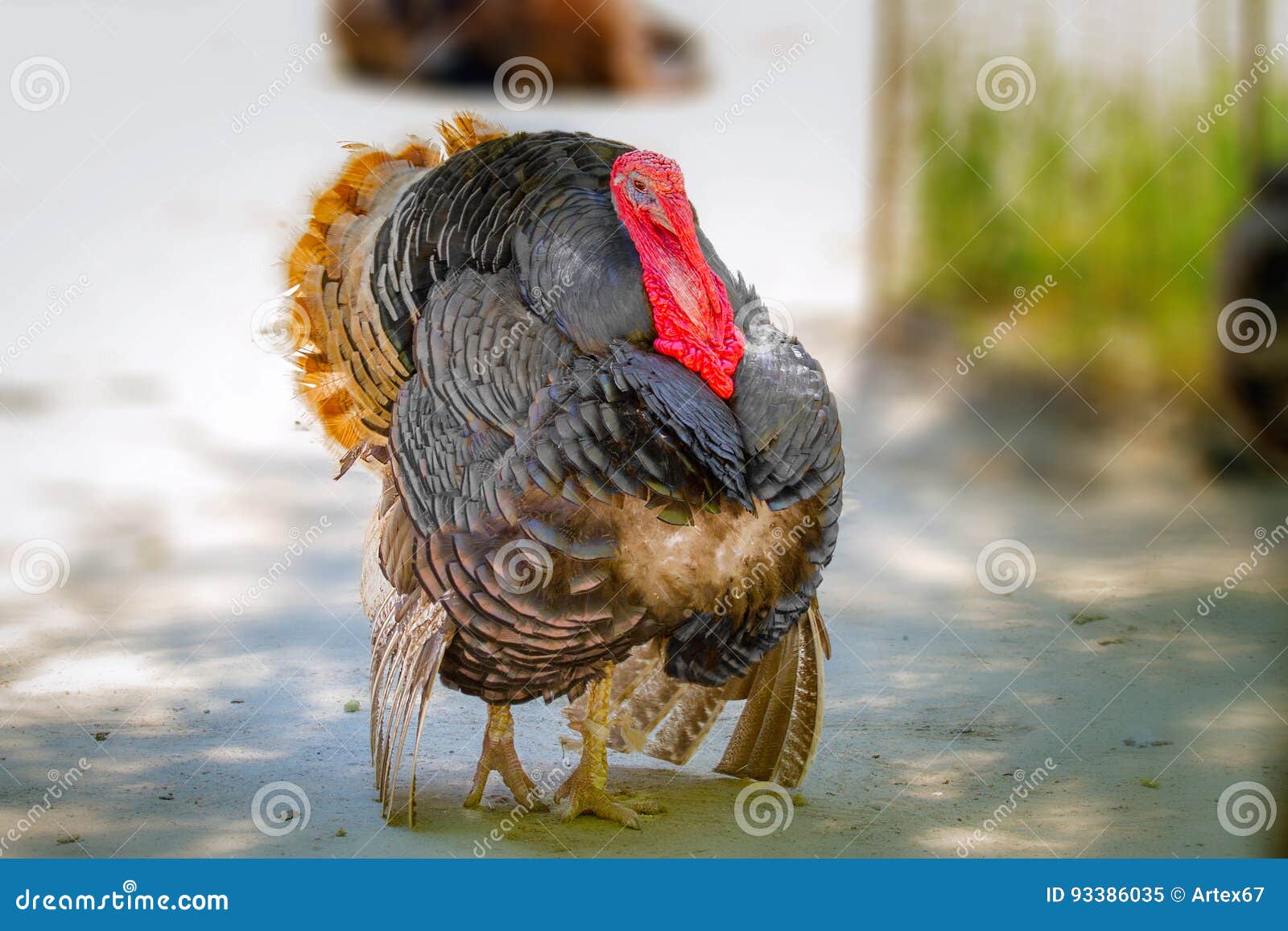 Animal Domestic Big Turkey Bird Stock Image - Image of portrait, claw ...