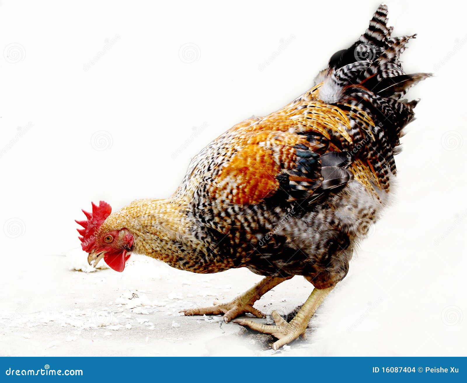 The Animal, the Domesticated Fowl, Stock Photo - Image of dawn, looks ...