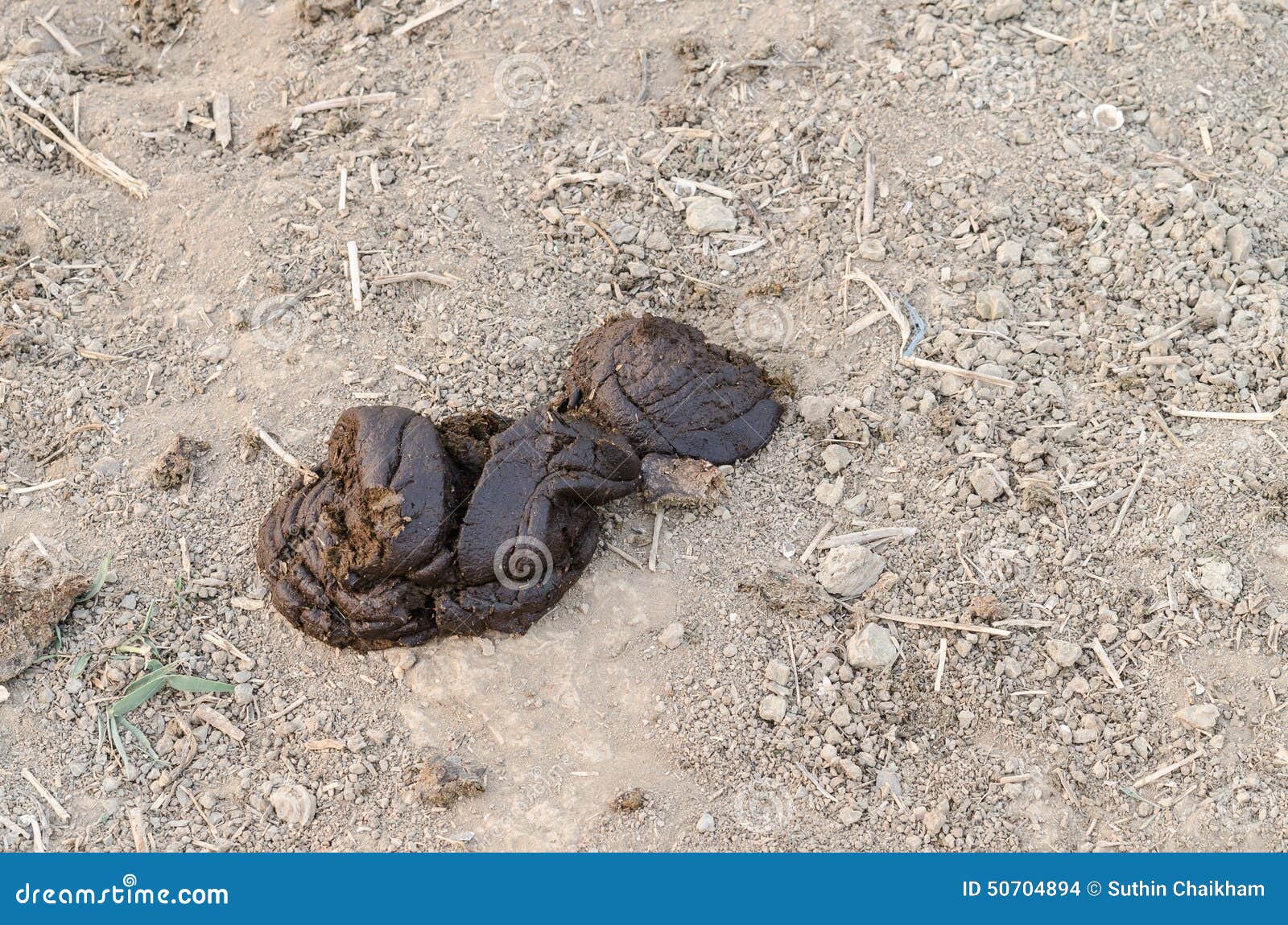 Animal drop stock photo. Image of rural, field, farm - 50704894