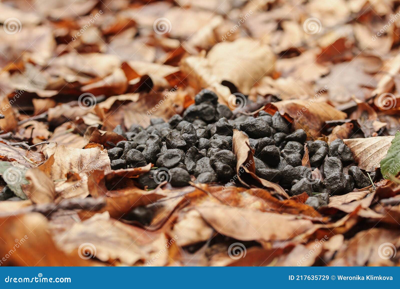 Animal droppings stock image. Image of season, close - 217635729