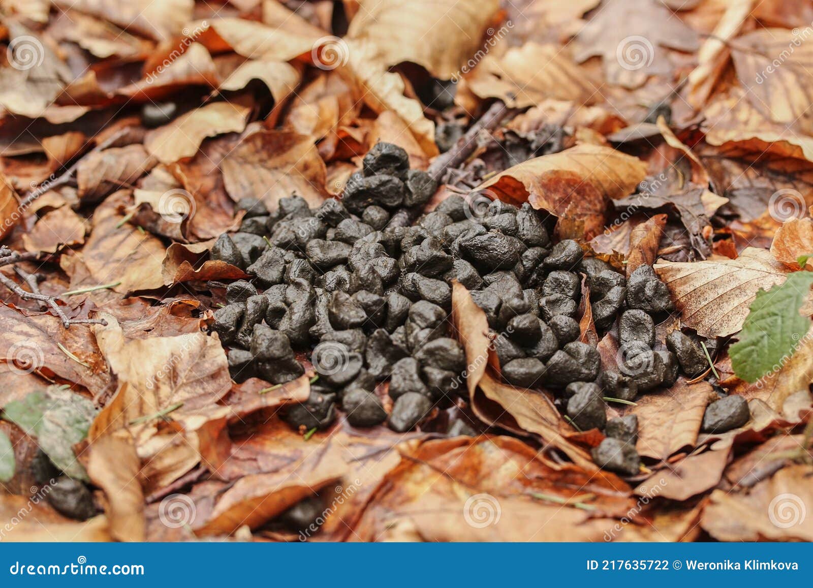 Animal droppings stock photo. Image of cute, leaves - 217635722