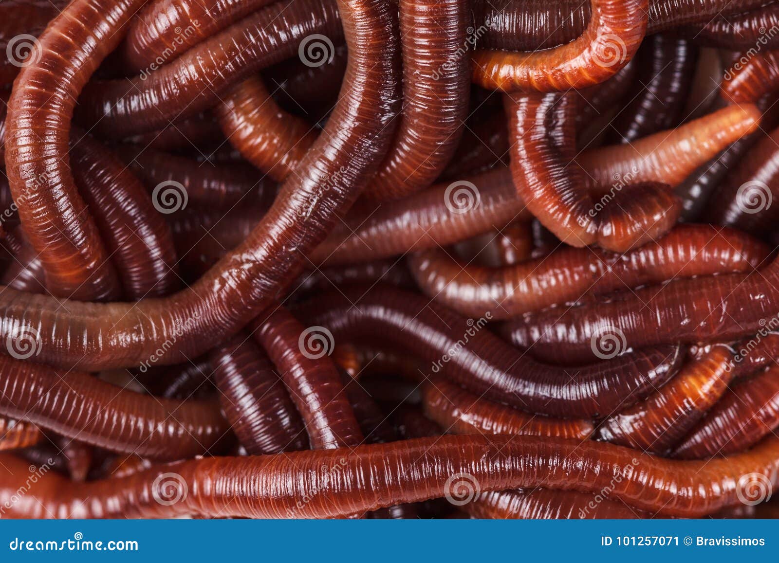 Animal earth worm stock image. Image of background, soil - 101257071