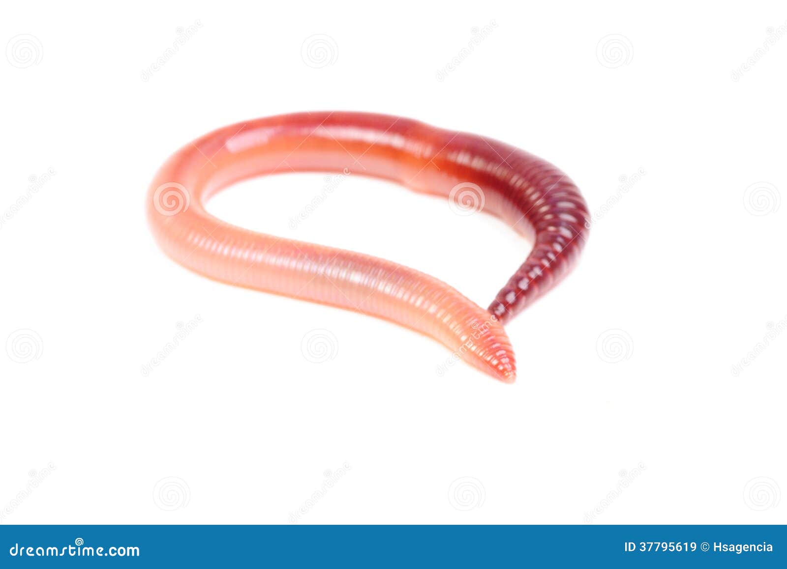 1,271 Earth Worm White Background Stock Photos - Free & Royalty-Free ...