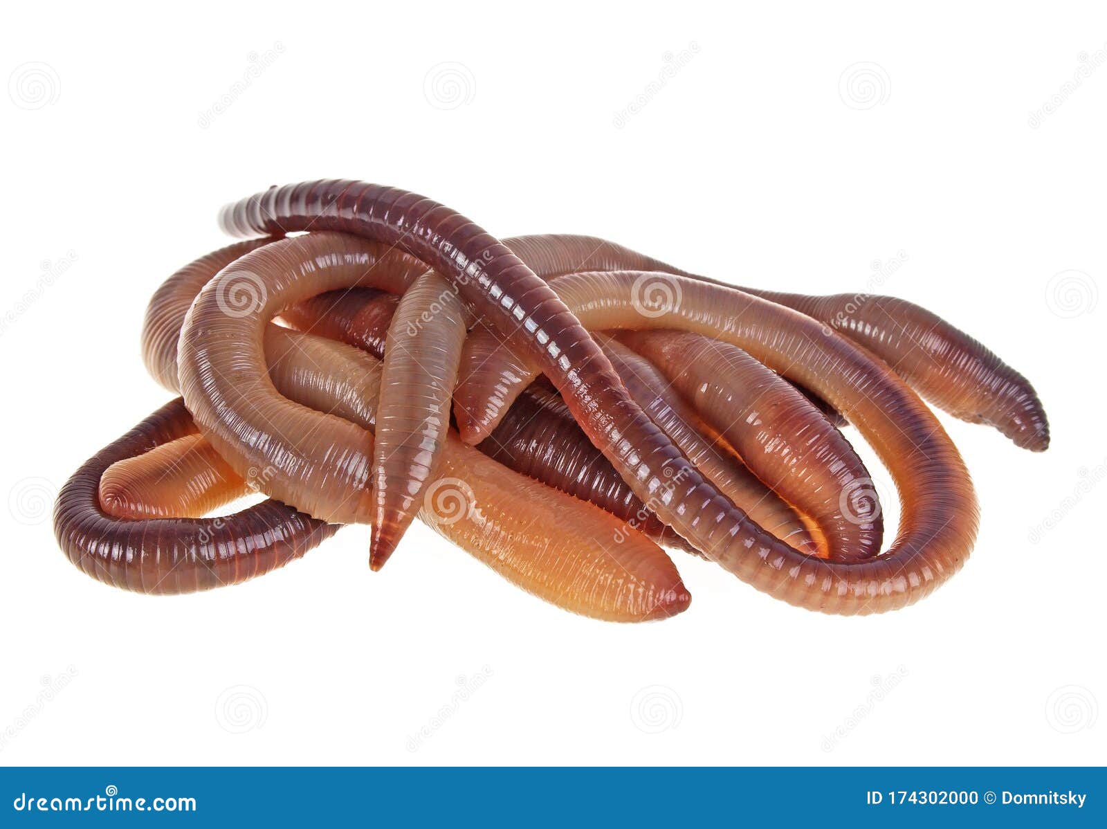 Animal Earth Worms Isolated on White Background Stock Photo - Image of ...