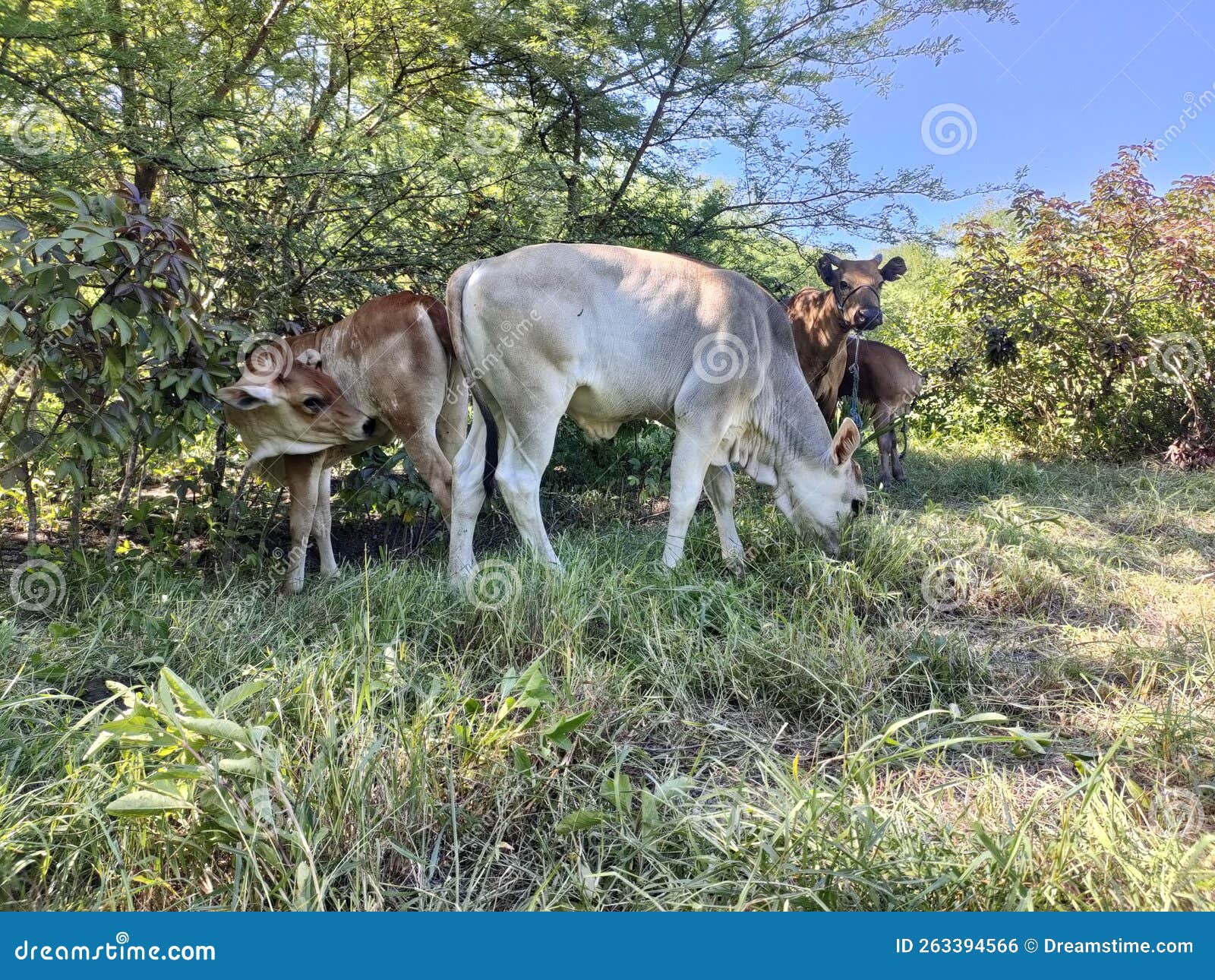 Animal eat natural stock photo. Image of pasture, grazing - 263394566