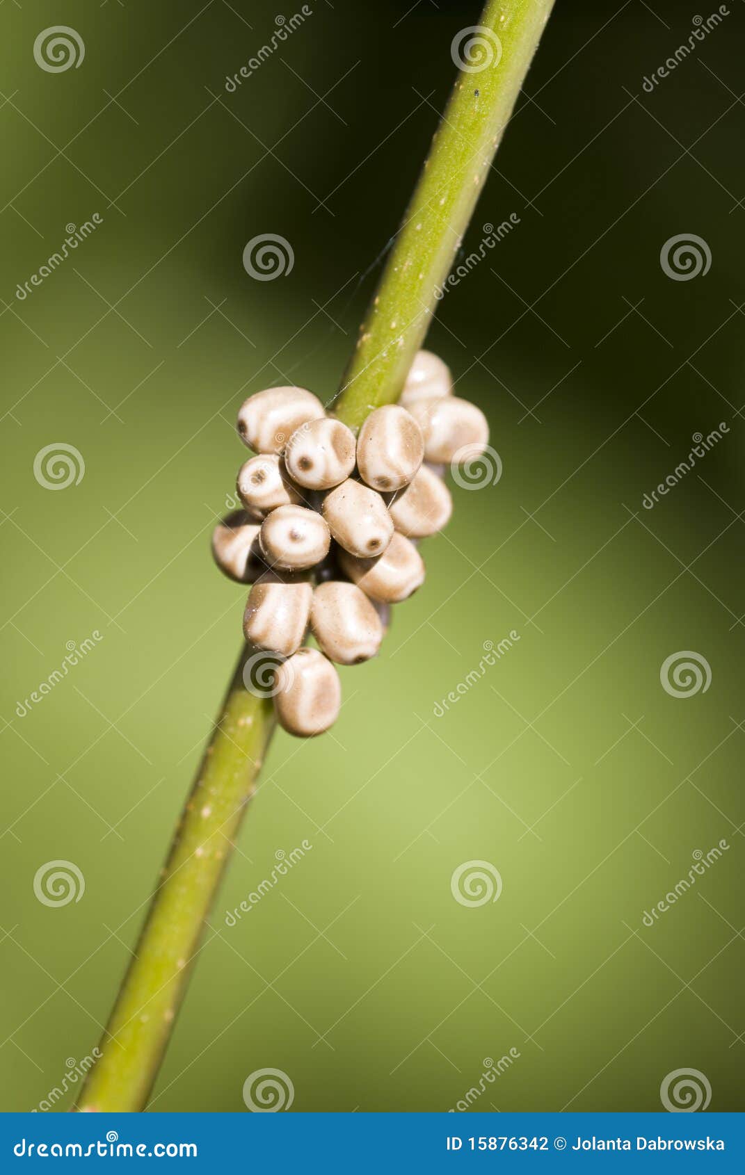 Animal eggs stock photo. Image of nature, macro, animal - 15876342