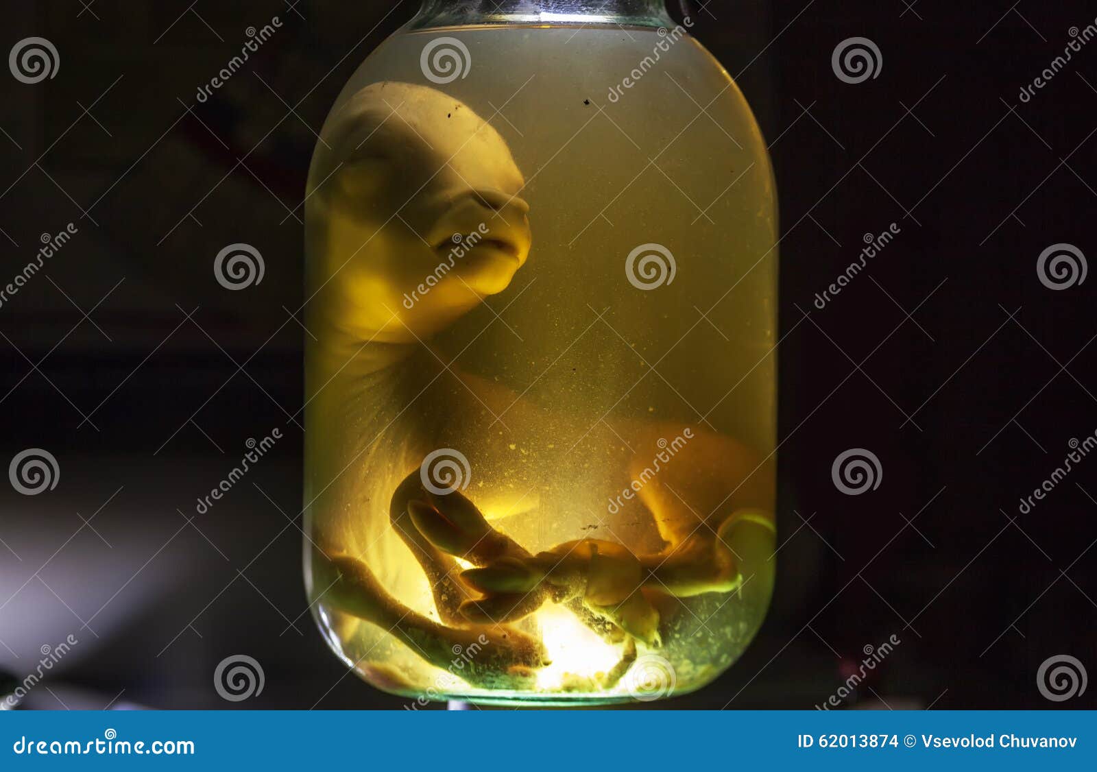 Animal Embryos in Formaldehyde Stock Photo - Image of analyzing ...