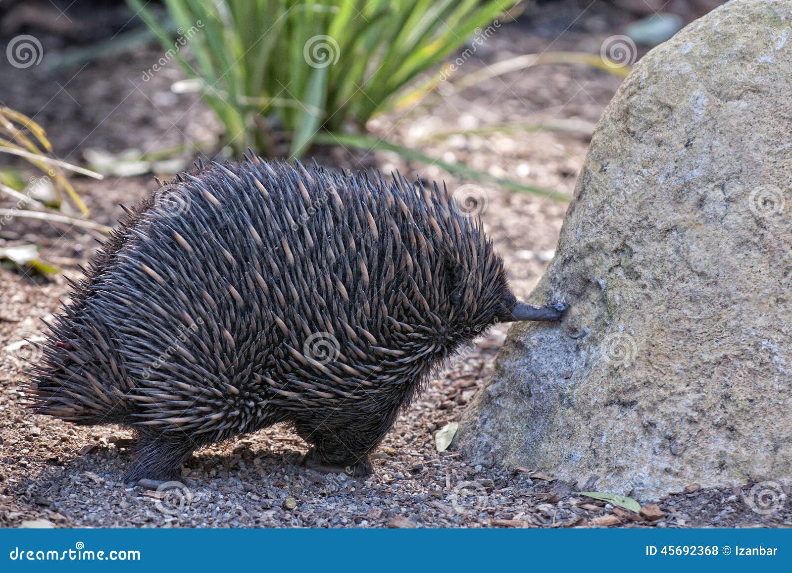Animal Endémico Australiano Del Echidna Foto de archivo - Imagen de ...