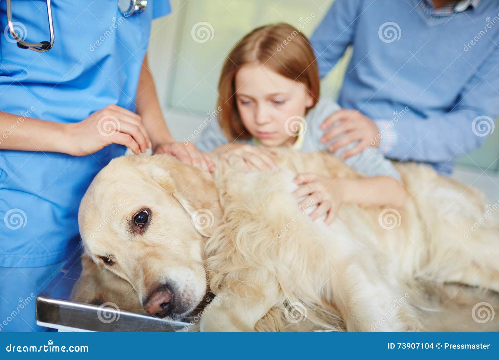 Animal enfermo foto de archivo. Imagen de médico, mano - 73907104