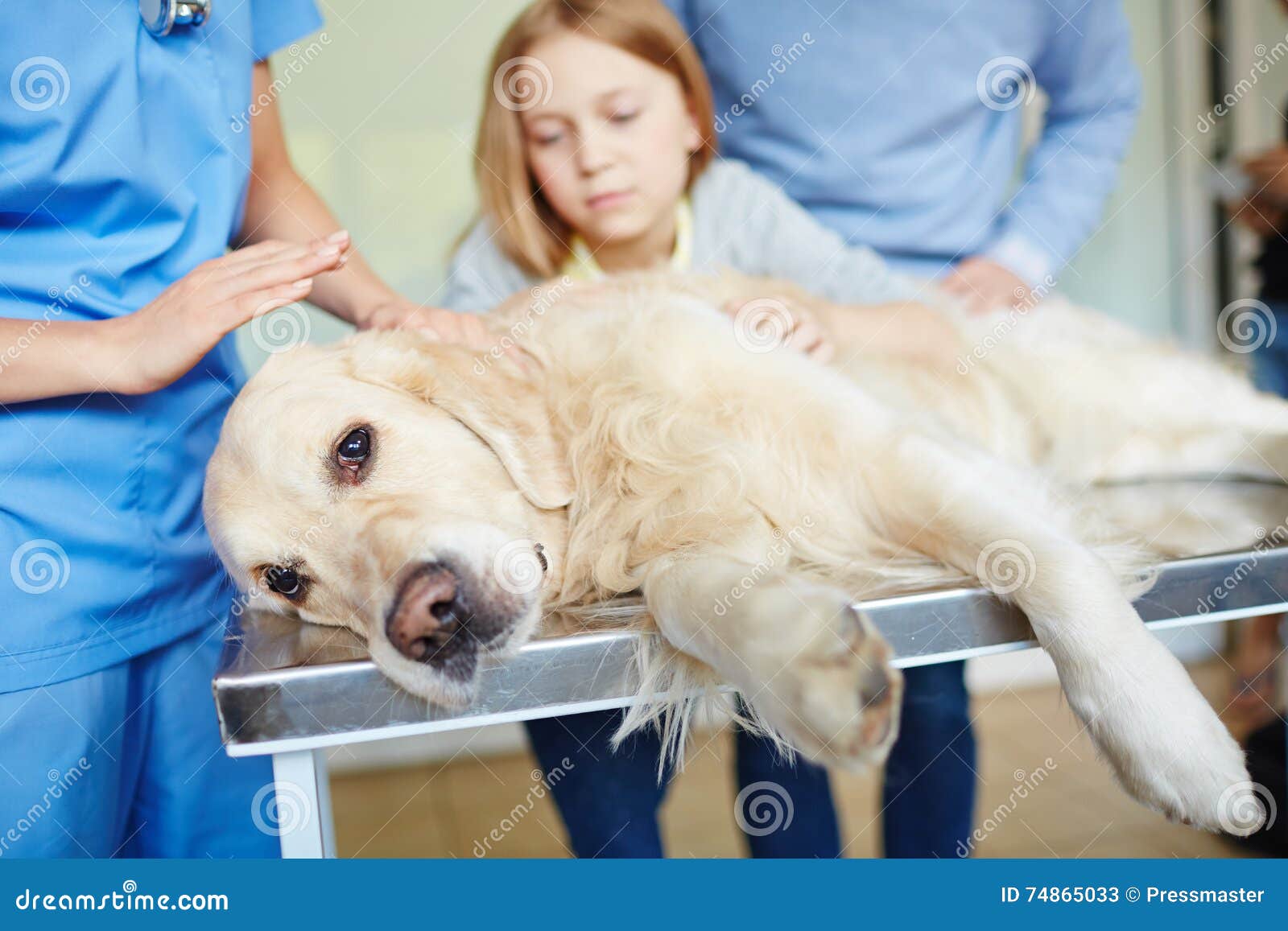 Animal enfermo imagen de archivo. Imagen de casta, ayuda - 74865033