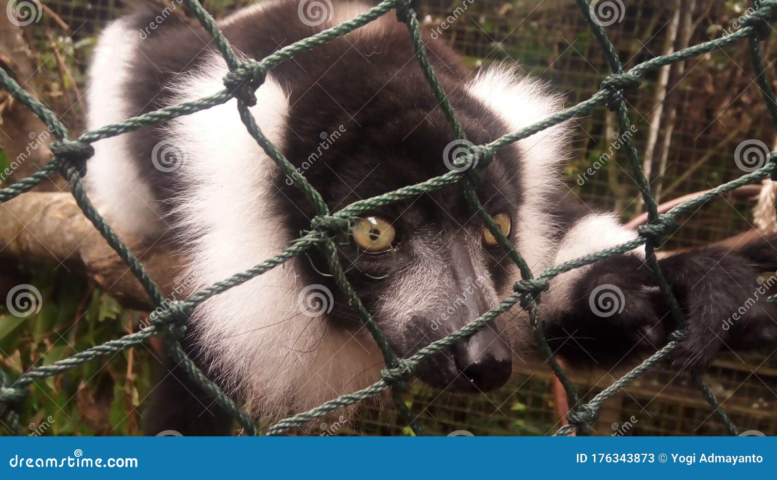 Animal Exotic Cute Starring Stock Image - Image of cute, animal: 176343873