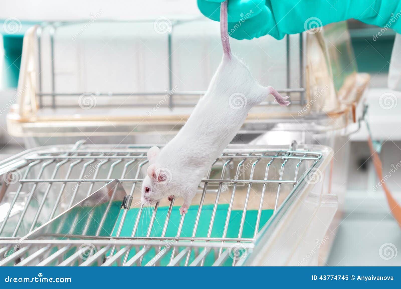 Animal Experiment with Albino Mouse Stock Image - Image of device, blue ...