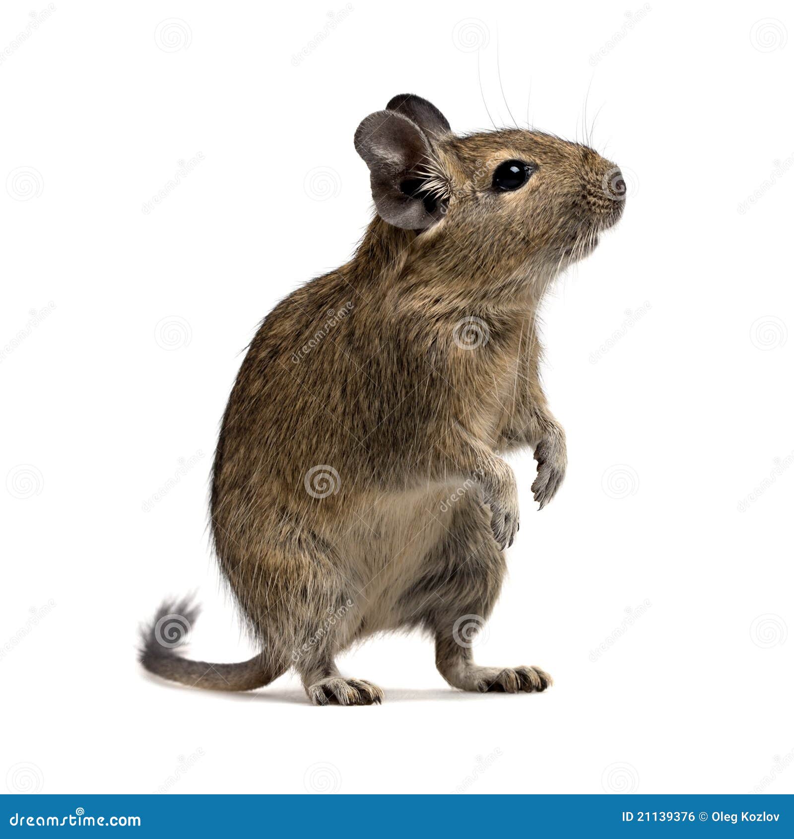 Animal familier de Degu photo stock. Image du museau - 21139376