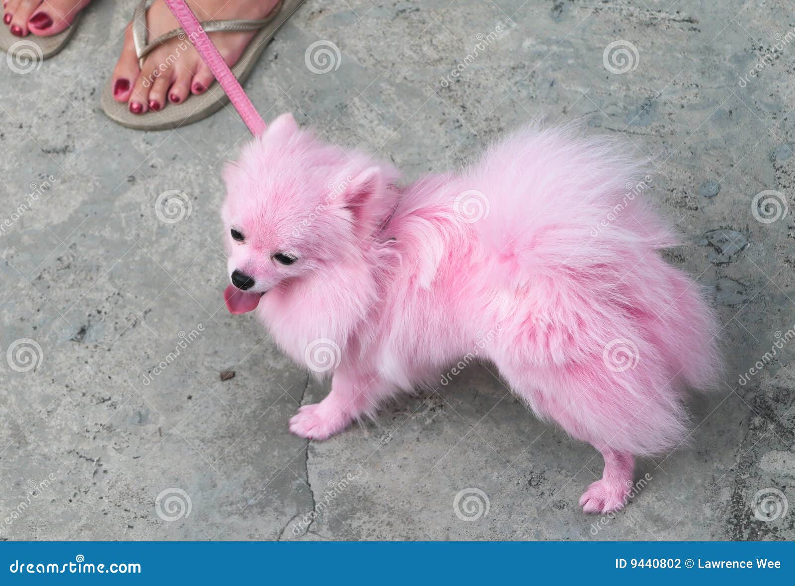 Animal Familier Rose De Pomeranian Photo stock - Image du clous, pouvez ...