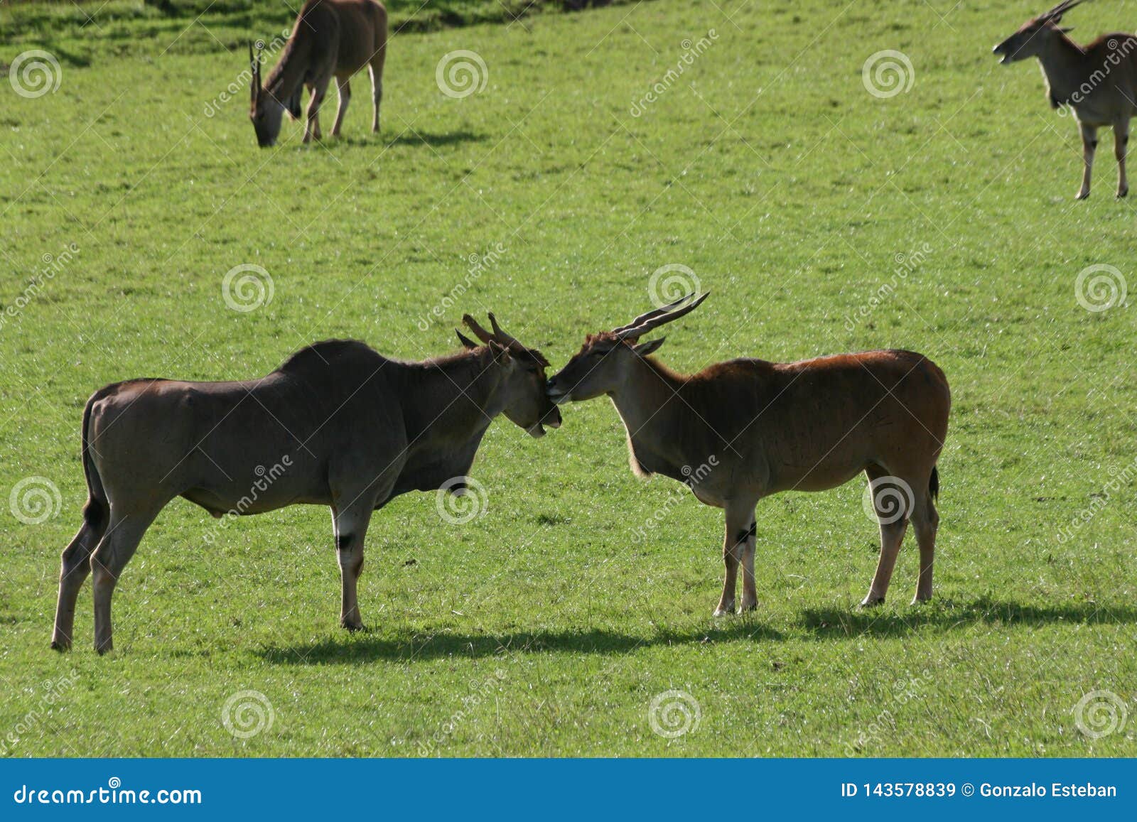 Animal Family love stock image. Image of tree, adaptation - 143578839