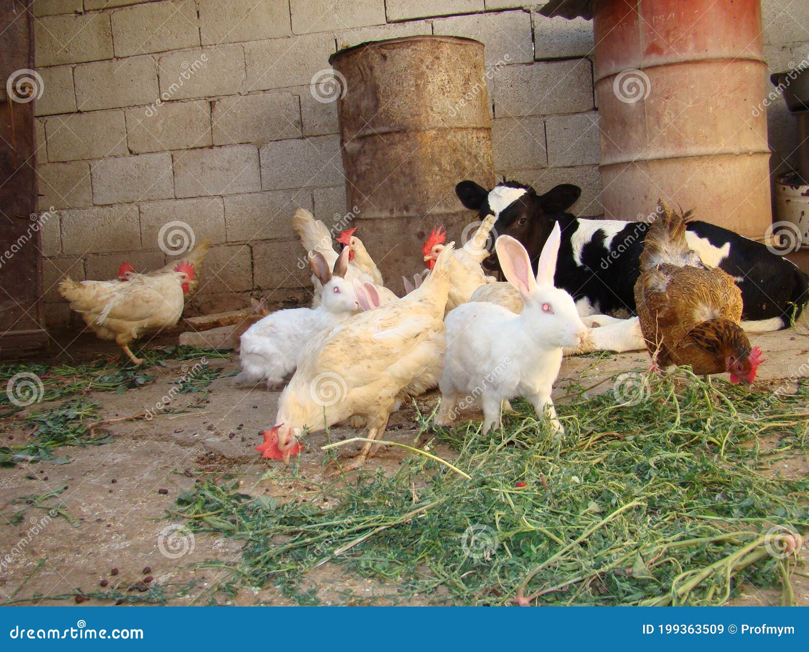 Animal Farm | Calf, Rabbits, Chickens Stock Image - Image of lambs ...