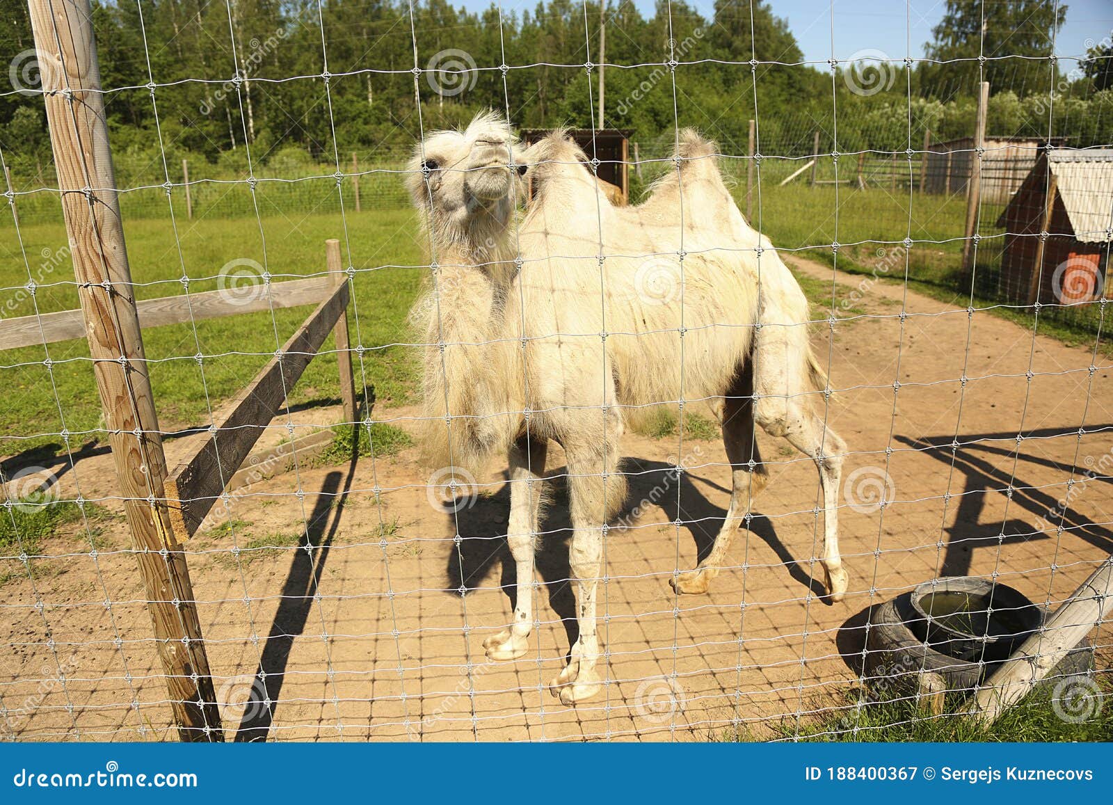 Animal farm. Camel stock image. Image of mela, nature - 188400367