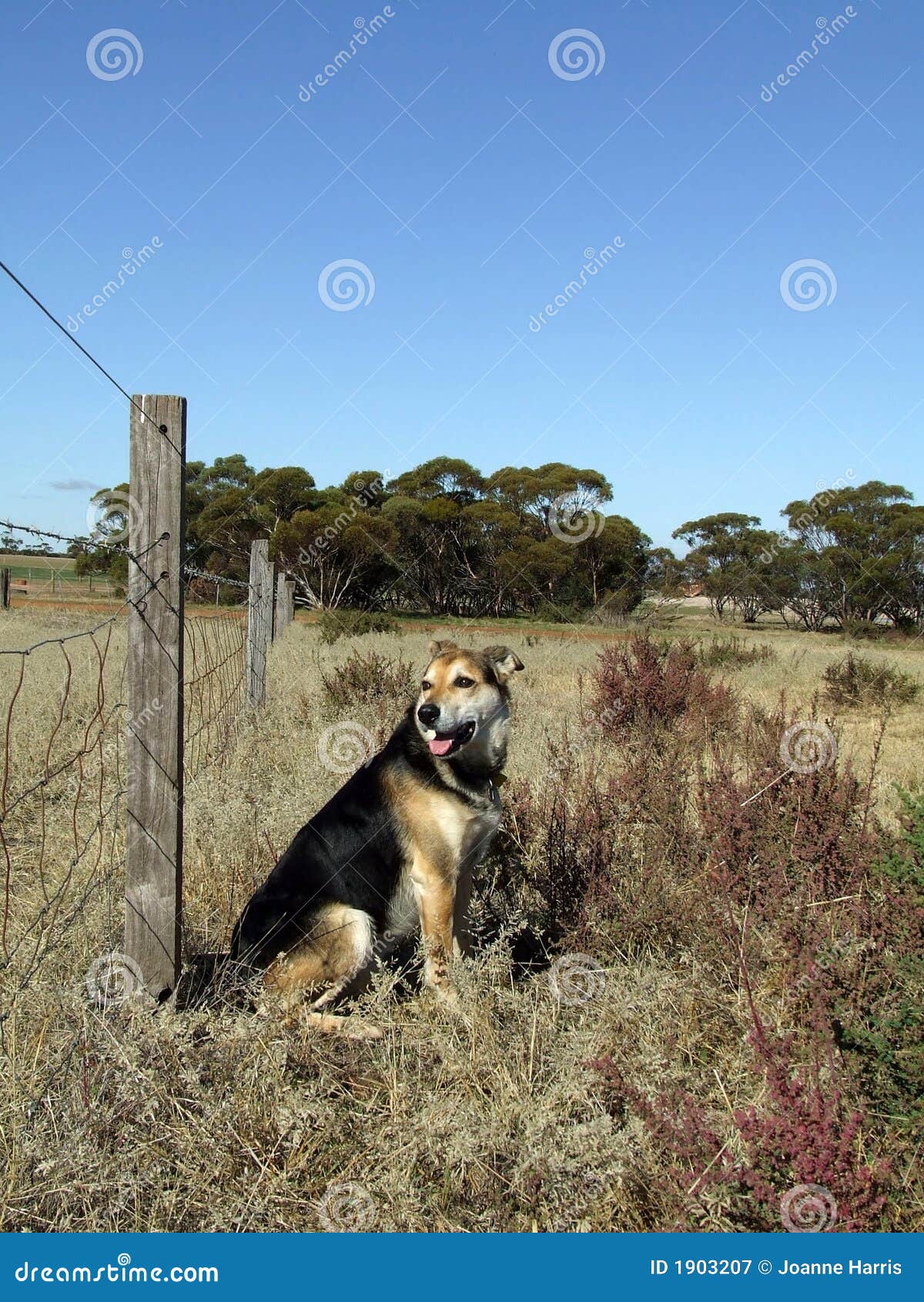 Animal - Farm dog stock image. Image of farm, country - 1903207