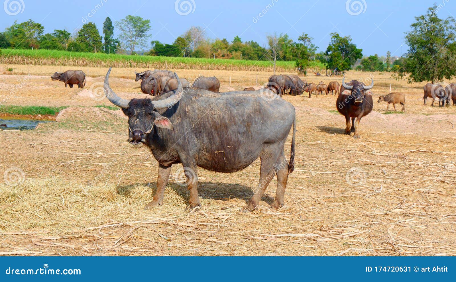 Animal stock image. Image of farm, animal, tree, garden - 174720631