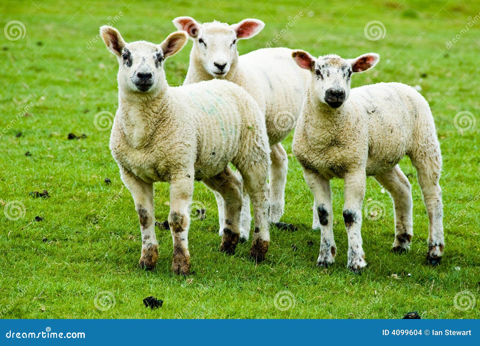 Animal Farm - Three Lambs stock photo. Image of sheep - 4099604