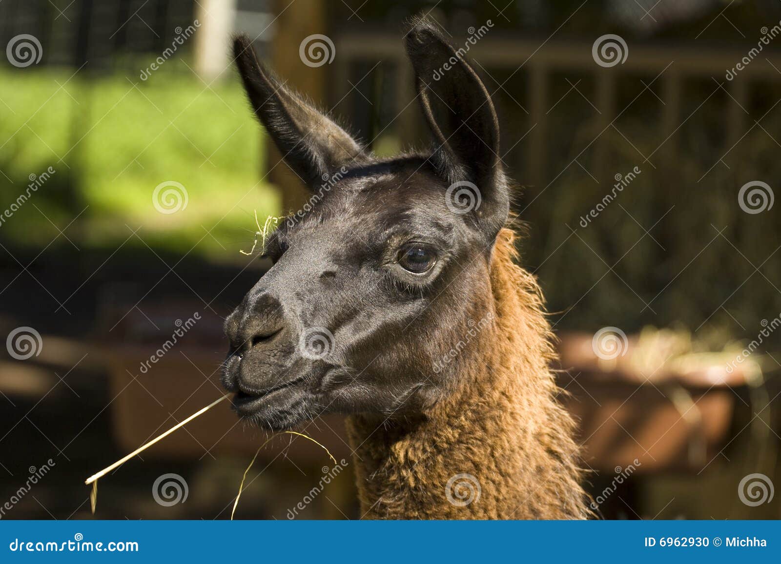 Animal Farmer stock photo. Image of animal, straw, brown - 6962930