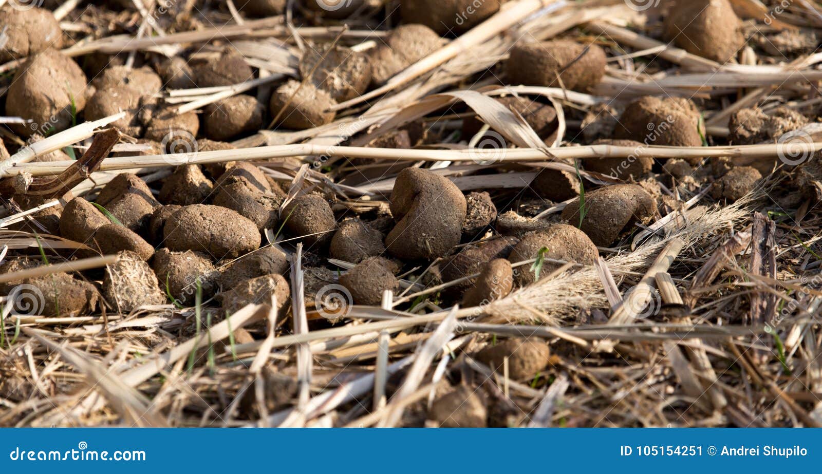 Animal feces on the ground stock image. Image of dung - 105154251
