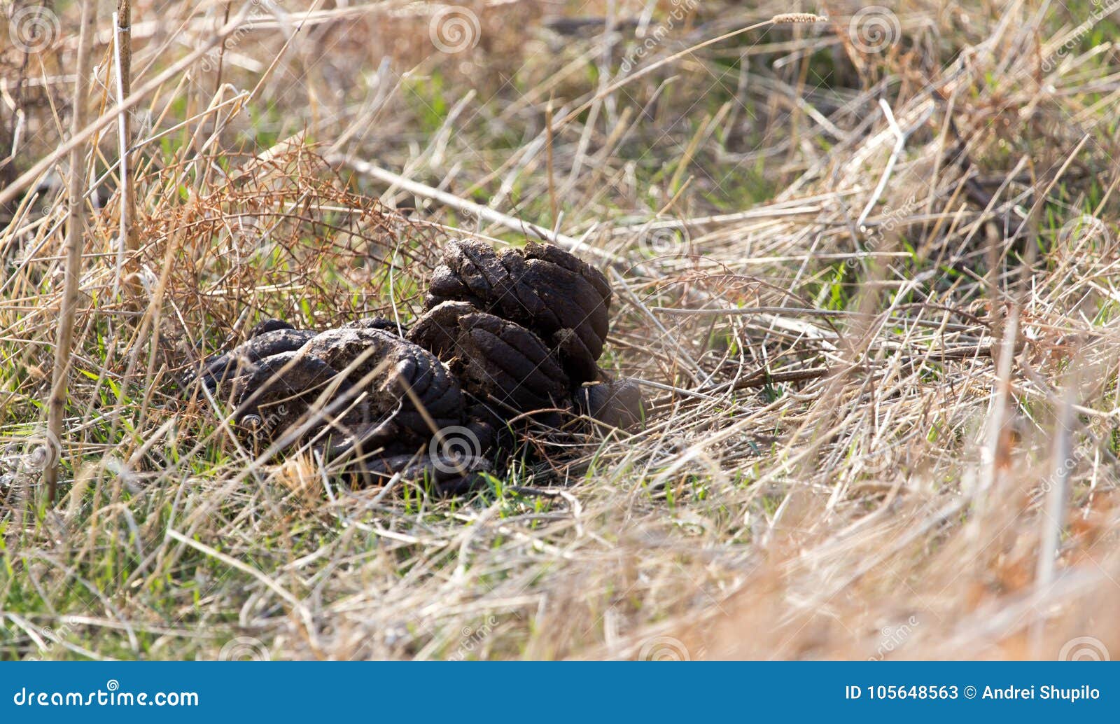 Animal feces on the ground stock image. Image of feces - 105648563