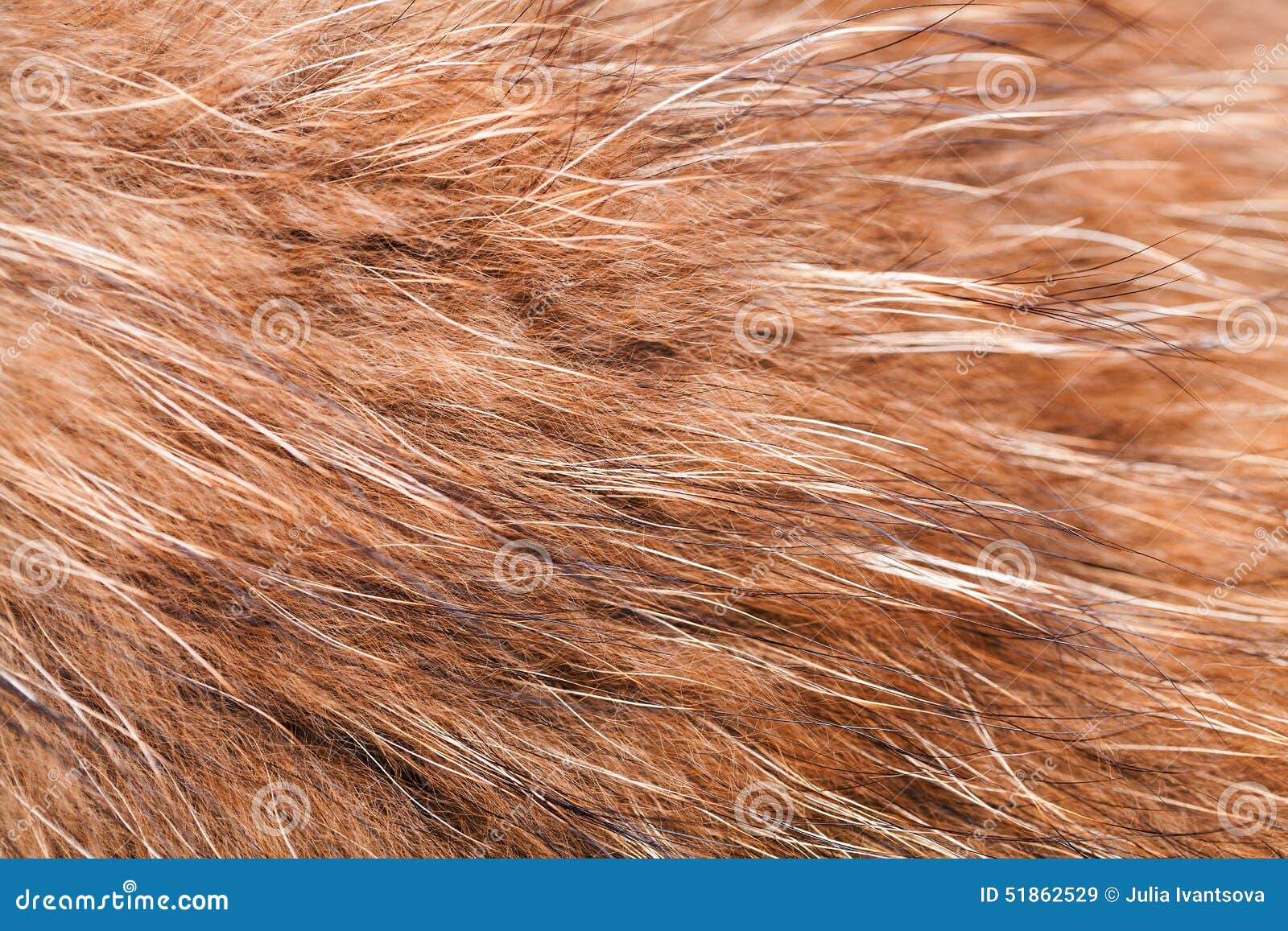 Animal fell texture stock image. Image of texture, protective - 51862529