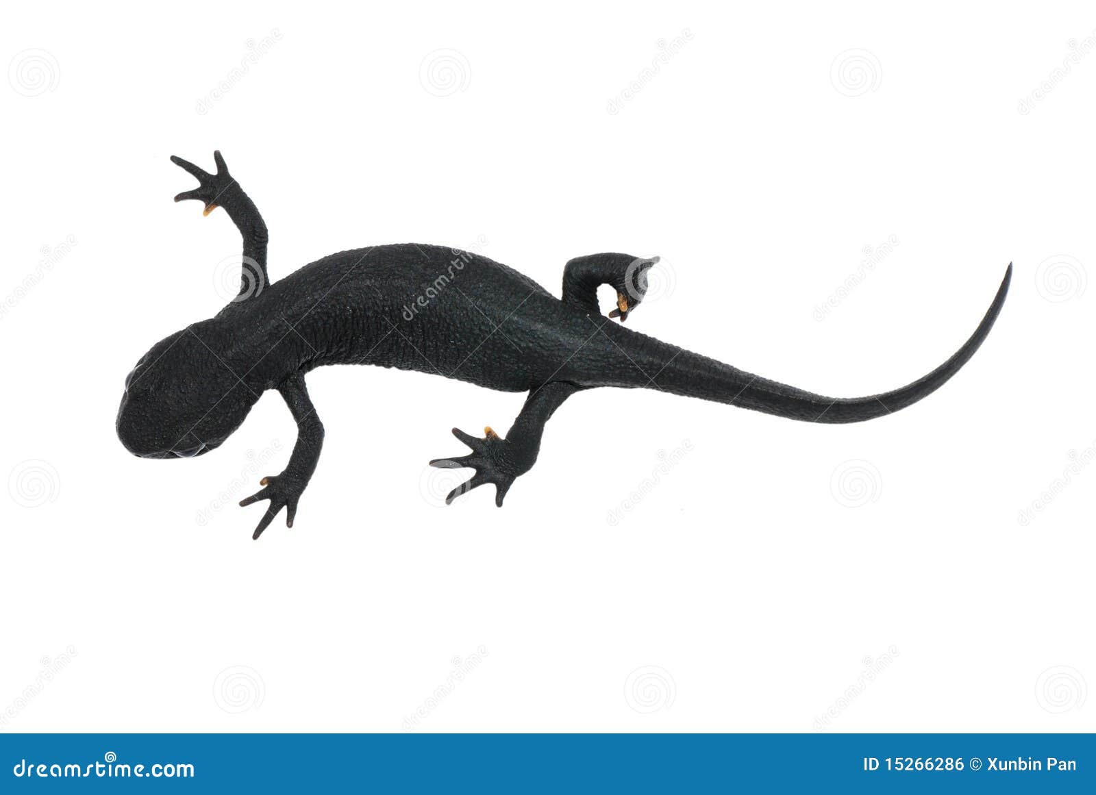 Fire Salamander Larva Showing The External Gills, Salamandra Salamandra ...