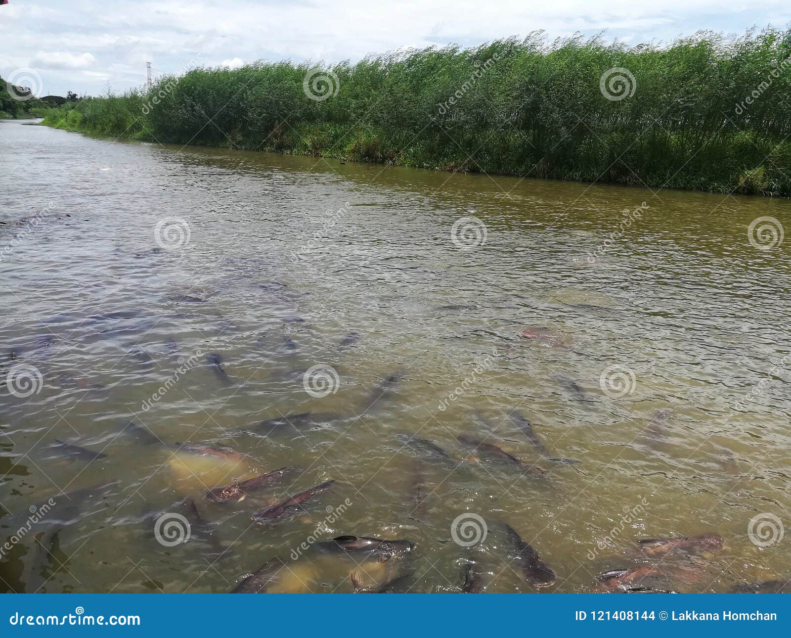 Fish stock photo. Image of animal, fish, river, nature - 121408144