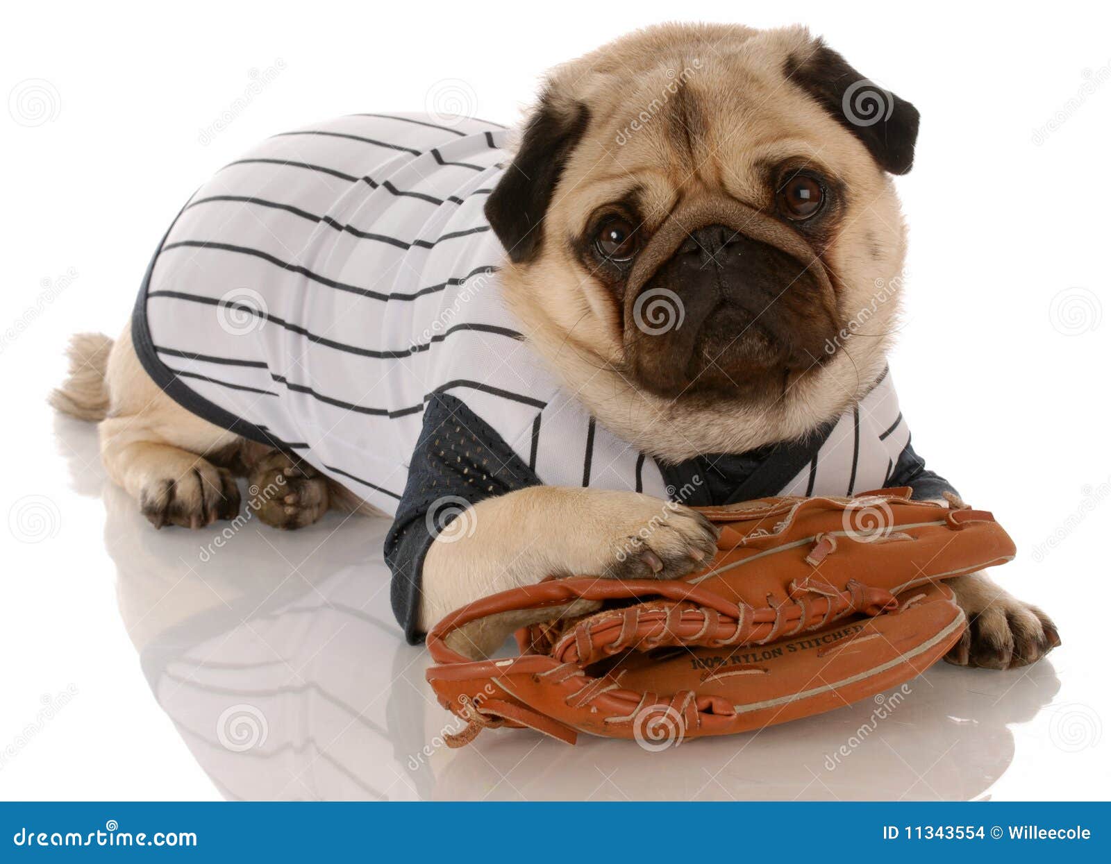 Animal fitness stock photo. Image of potential, expression - 11343554