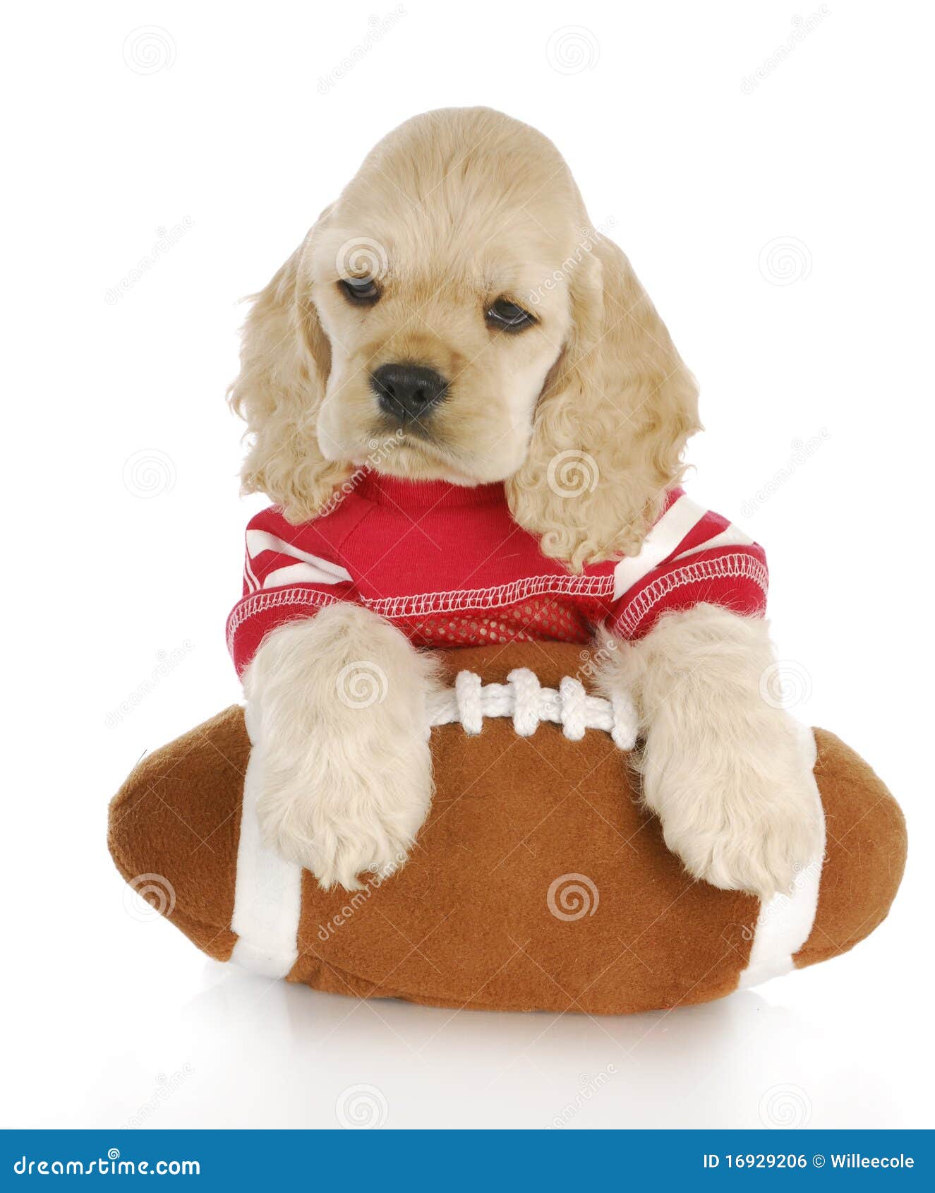 Animal fitness stock photo. Image of canine, funny, american - 16929206