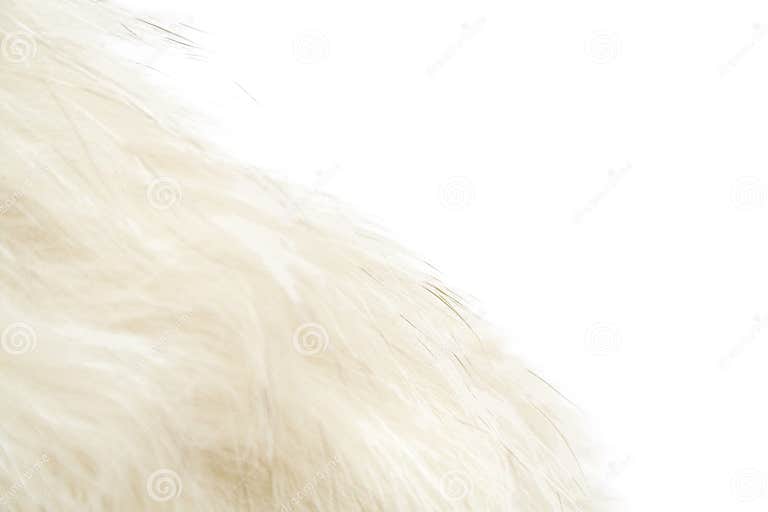 Animal fluff stock photo. Image of hair, background, strand - 4451420
