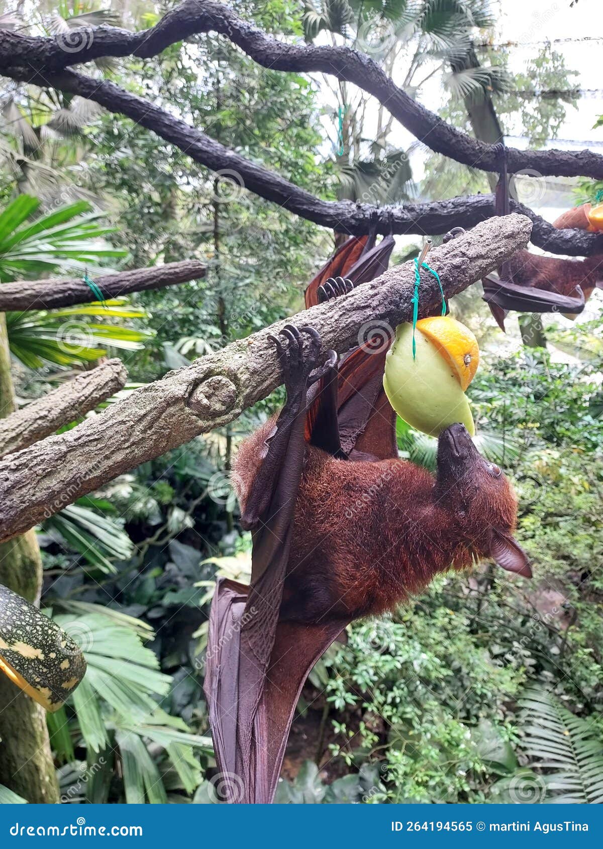 Animal fly bat man stock image. Image of garden, wild - 264194565