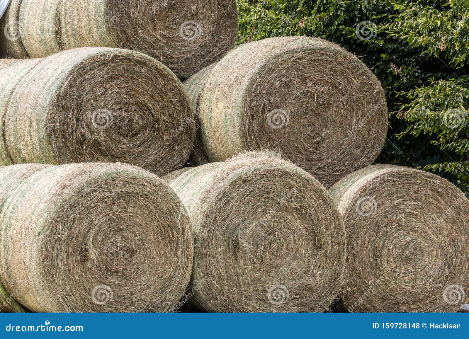 Animal Food on the Field of a Farm Stock Photo - Image of food, feeding ...