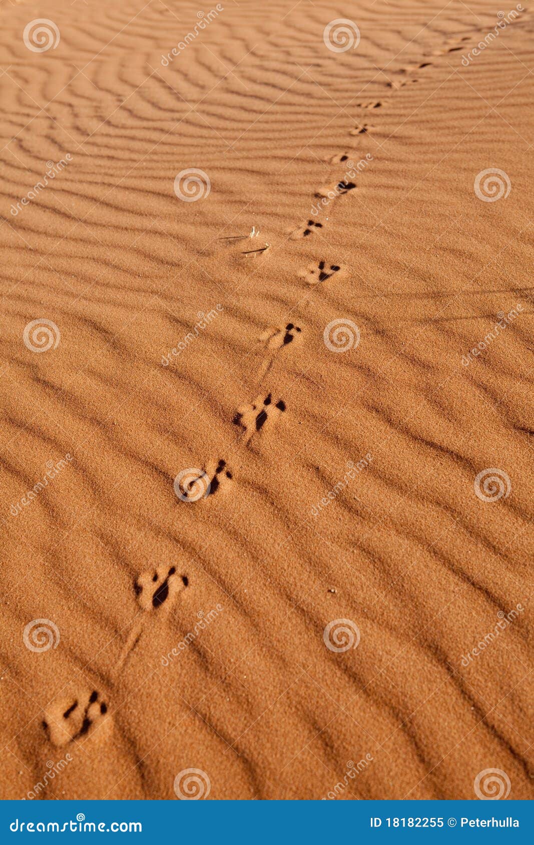 Animal Foothpath in the Sand Stock Image - Image of footpath, print ...