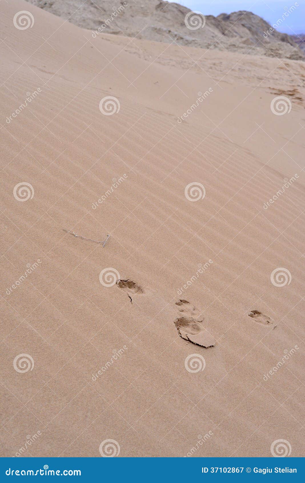 Animal Foothpath in the Sand Stock Image - Image of canine, outdoors ...
