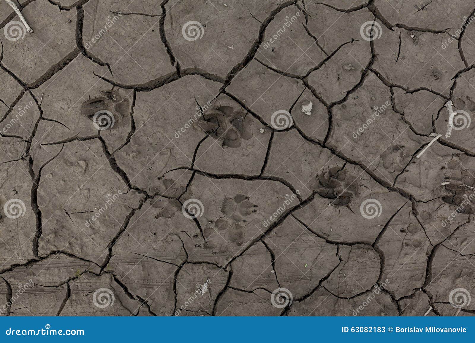 Animal Footprints in Dried Mud 01 Stock Image - Image of animal ...