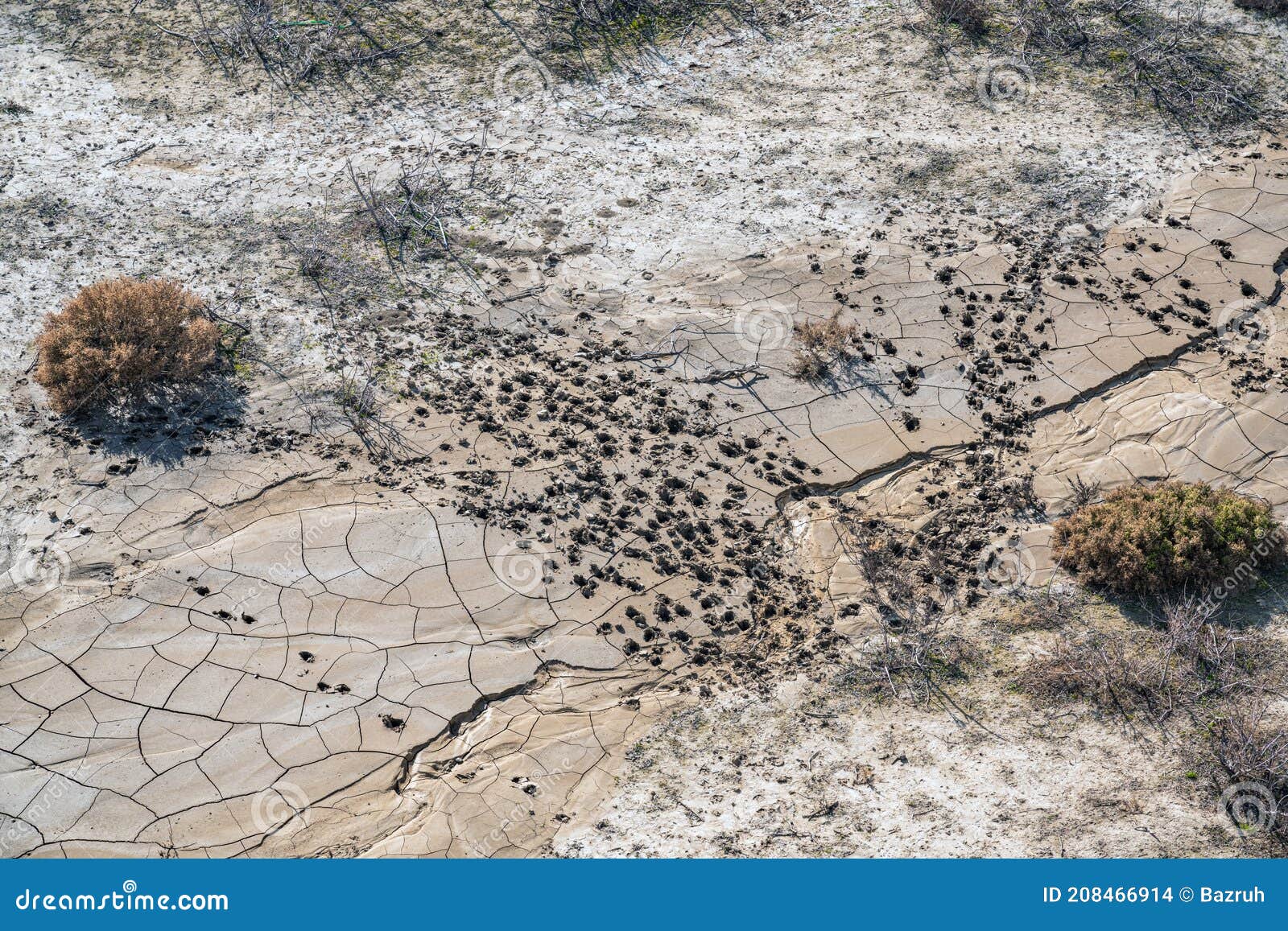 Animal Footprints in a Dried Puddle Stock Photo - Image of nature ...