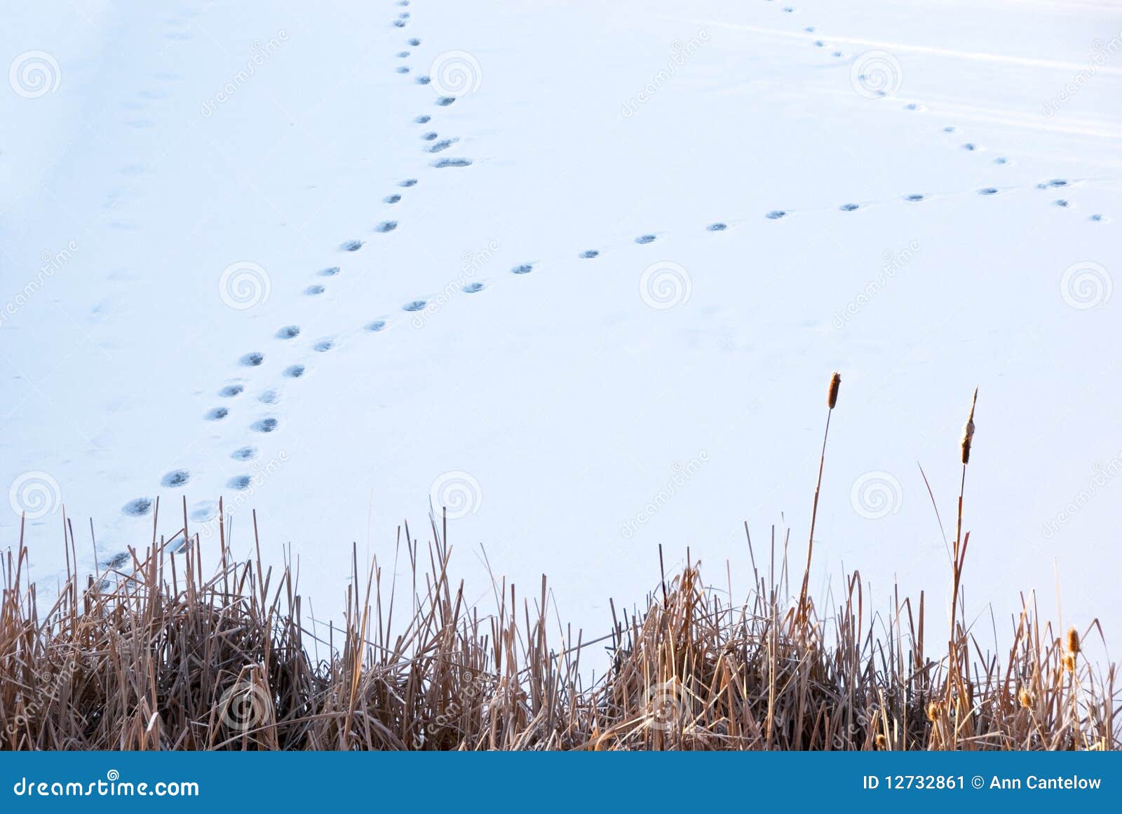 Animal Footprints on a Frozen Lake Stock Image - Image of rabbit, lake ...