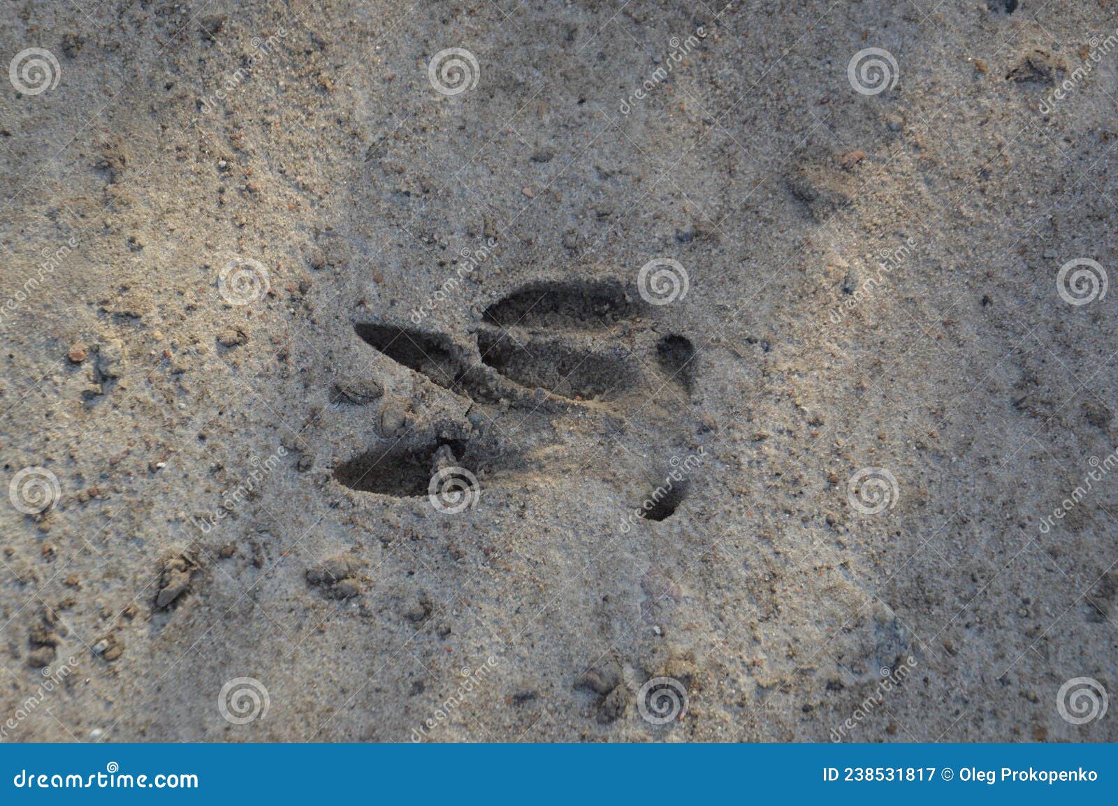 Animal Footprints are Imprinted on the Ground Stock Image - Image of ...