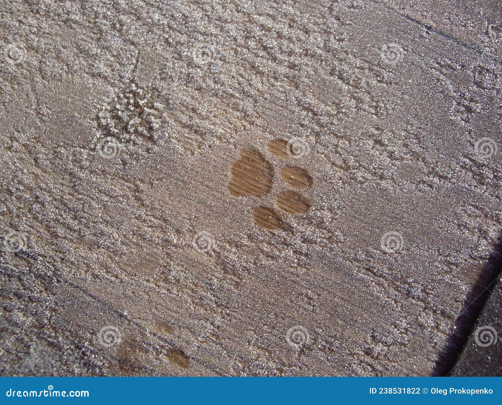 Animal Footprints are Imprinted on the Ground Stock Photo - Image of ...