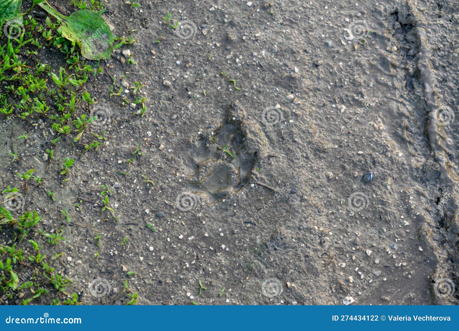 Animal Footprints in the Mud after the Rain. Stock Photo - Image of ...