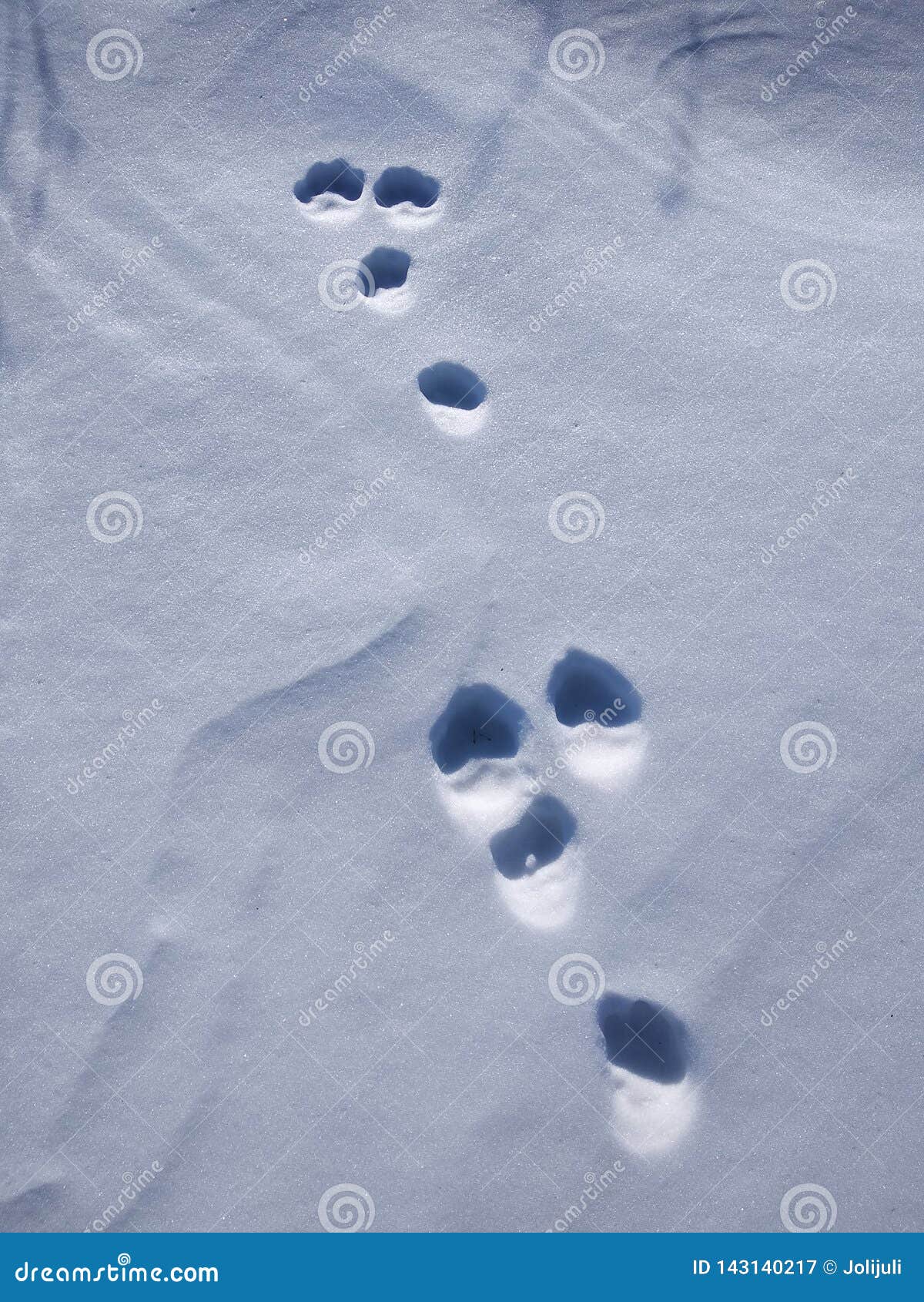 Animal footprints on snow stock image. Image of hare - 143140217