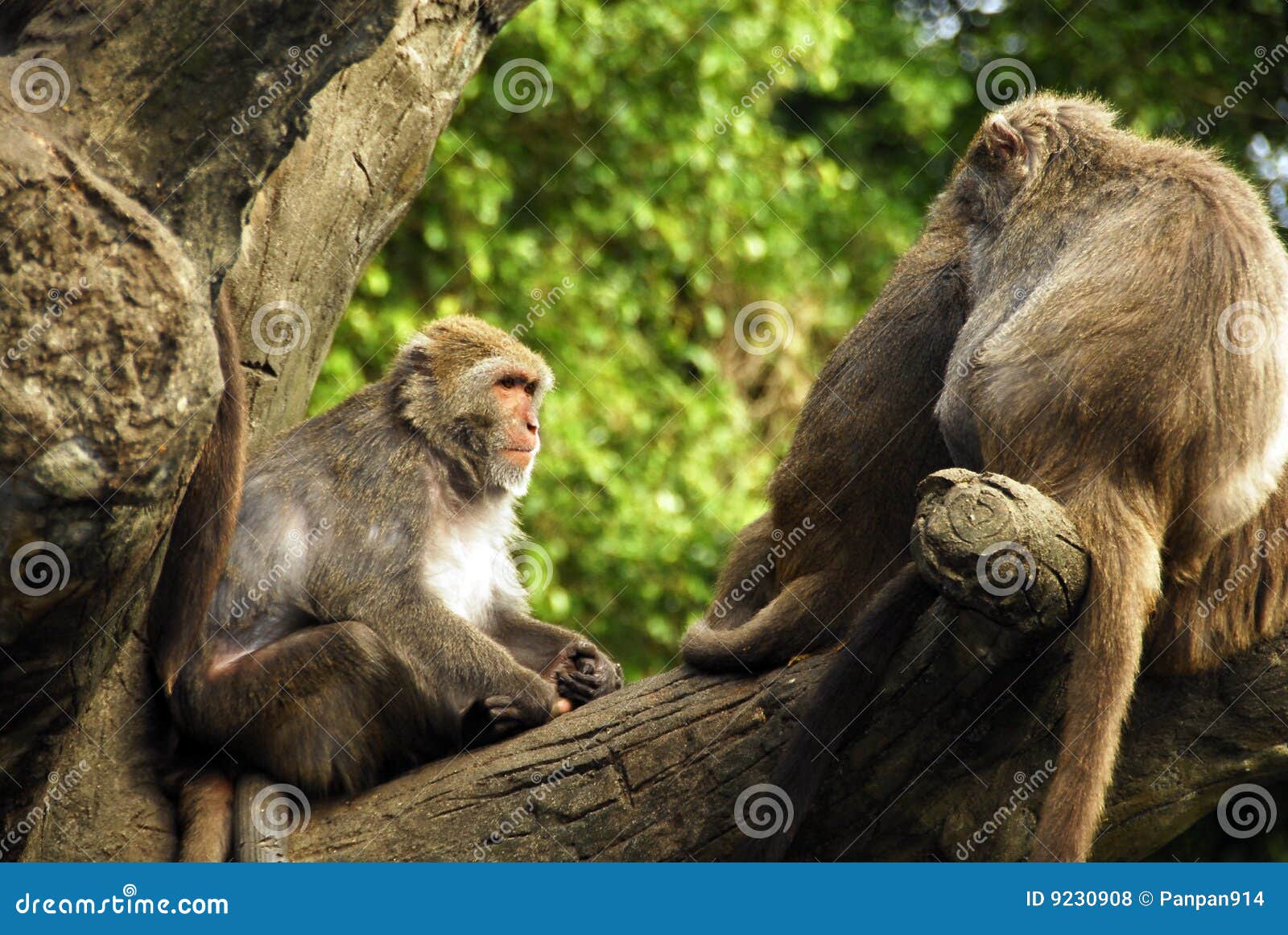 Animal - Formosan Macaque (Macaca Cyclopis) Stock Photo - Image of ...