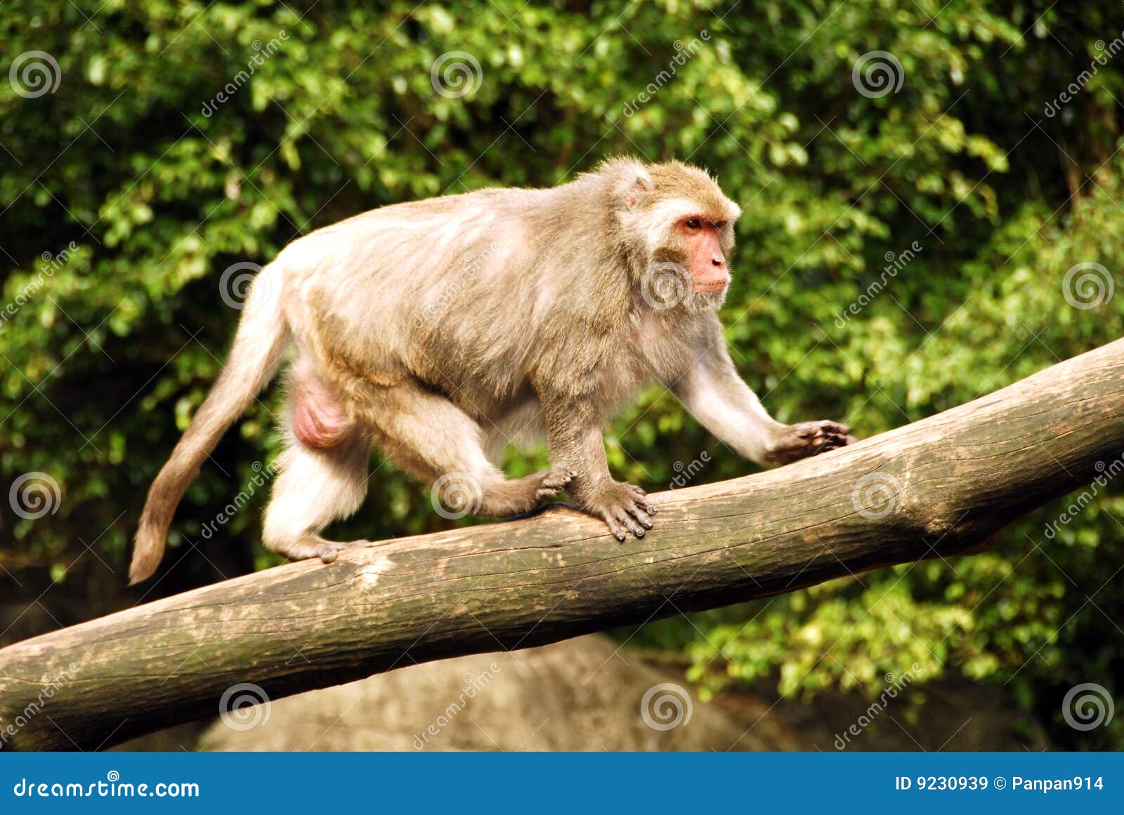 Animal - Formosan Macaque (Macaca Cyclopis) Stock Image - Image of ...