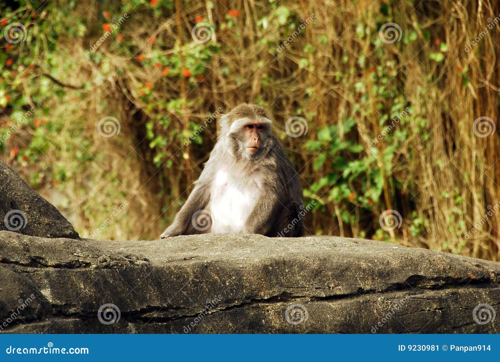 Animal - Formosan Macaque (Macaca Cyclopis) Stock Image - Image of ...